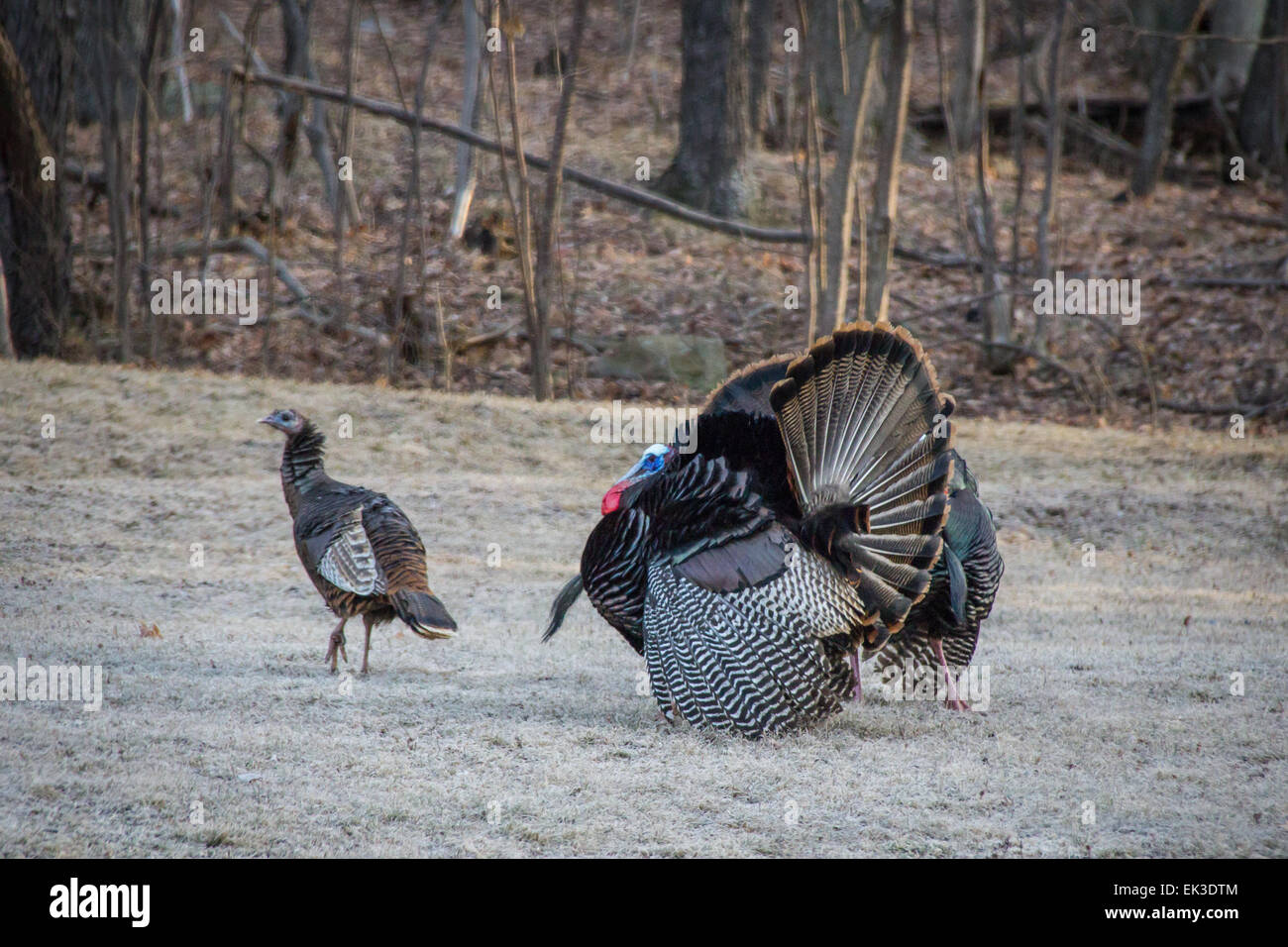 Eastern wild turkey hen hi-res stock photography and images - Alamy