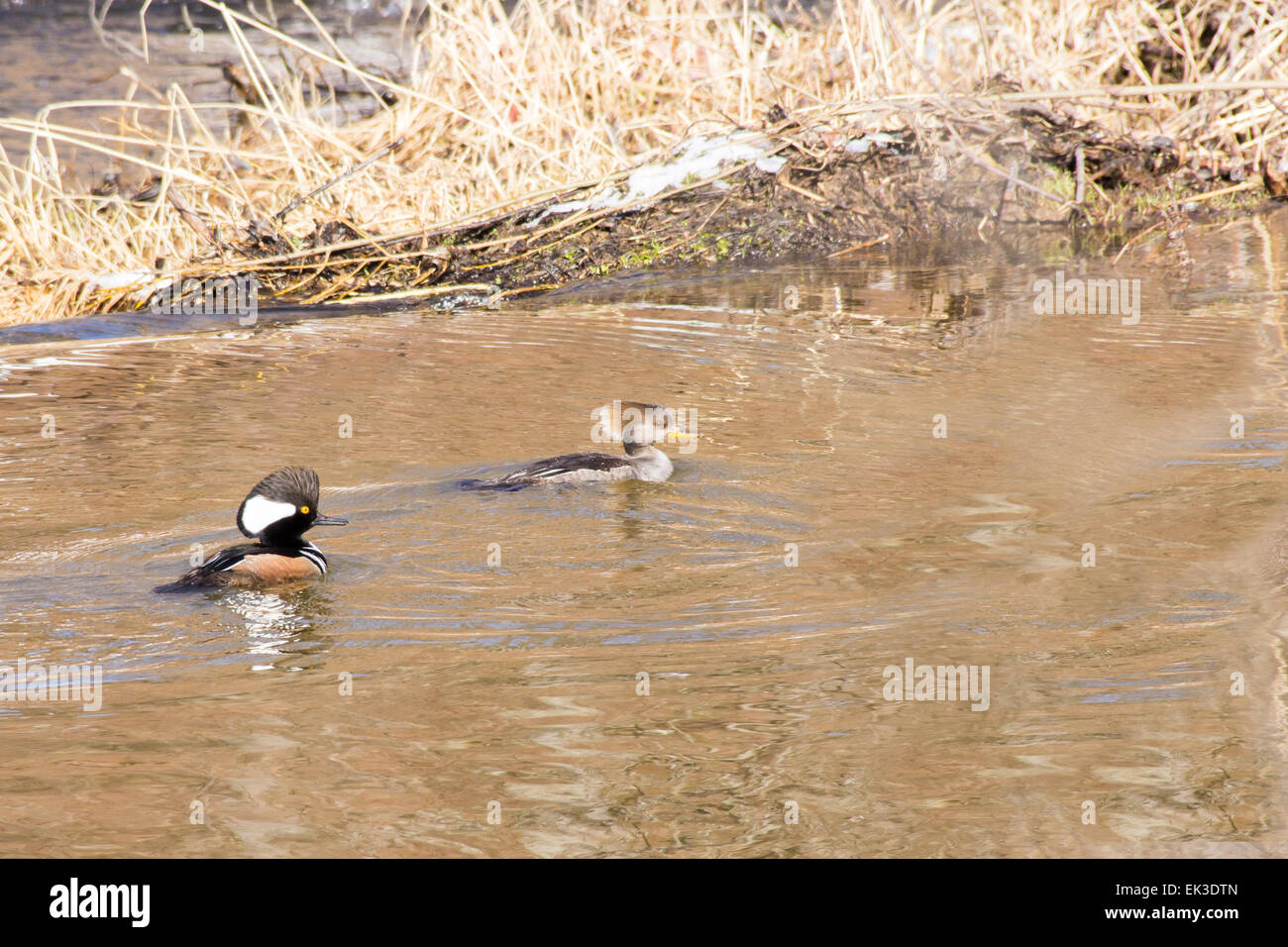 Beaver hunt hi-res stock photography and images - Alamy