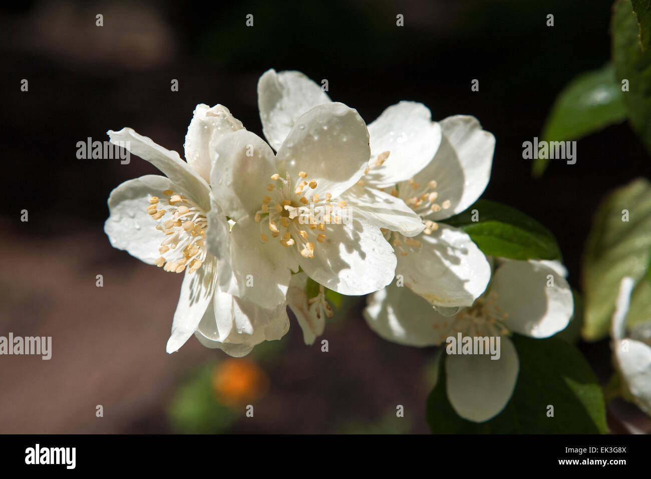 Closeup white philadelphus flowers hi-res stock photography and images ...