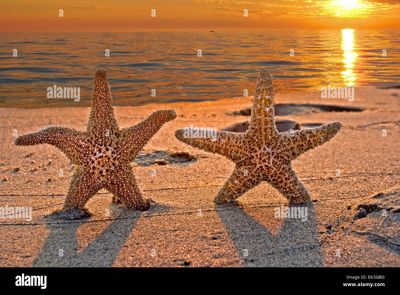 Starfish on beach with sunset background Stock Photo - Alamy