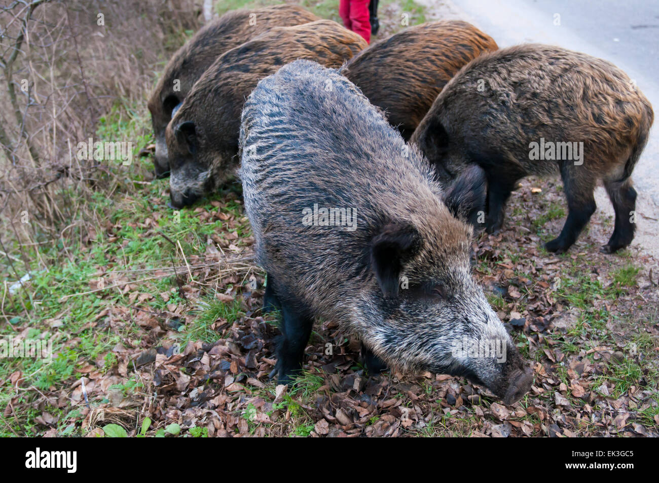 Wild pigs in the national park the Curonian Spit. Russian. Kaliningrad ...
