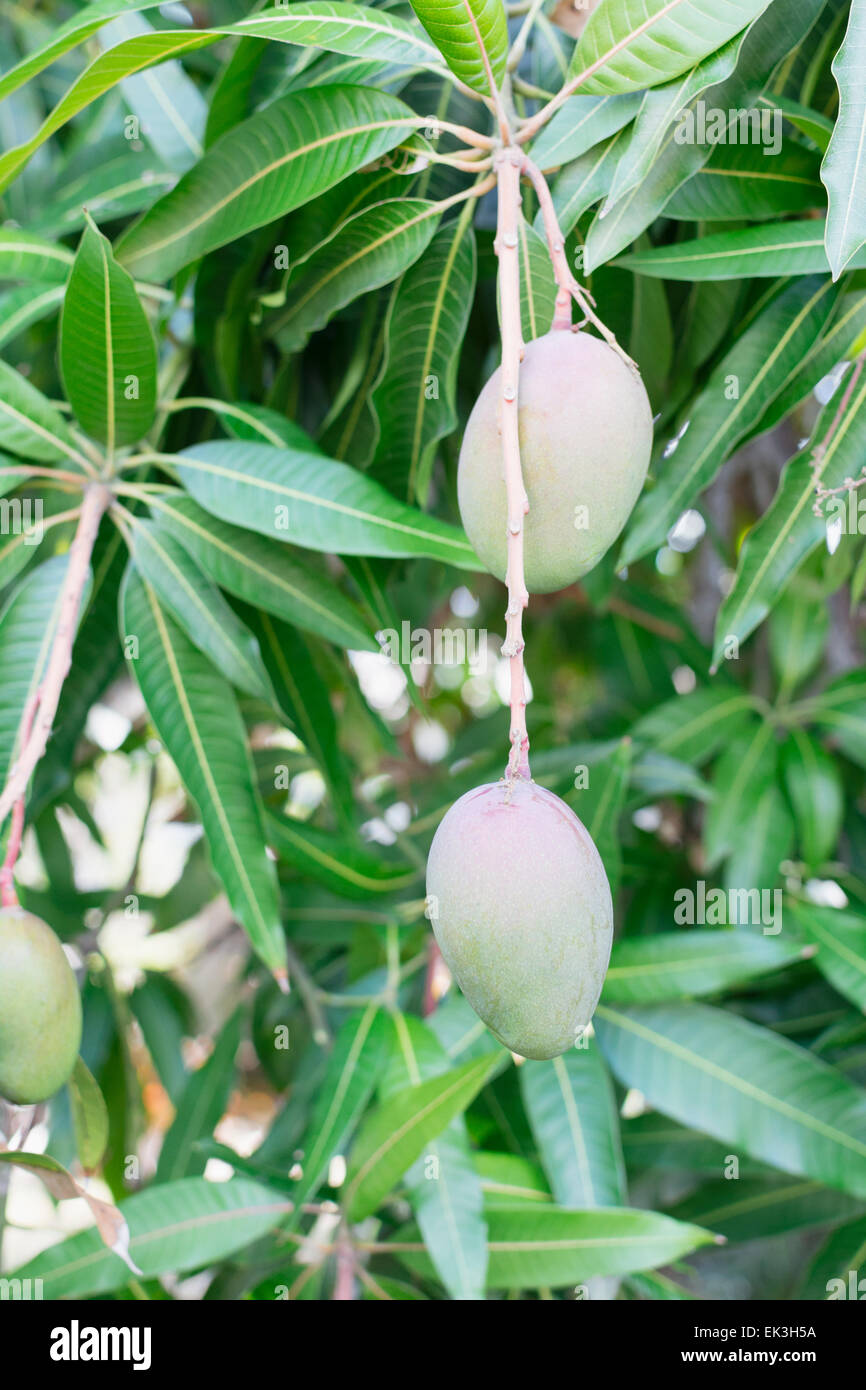 Detail of Mango tree. Florida, USA Stock Photo - Alamy