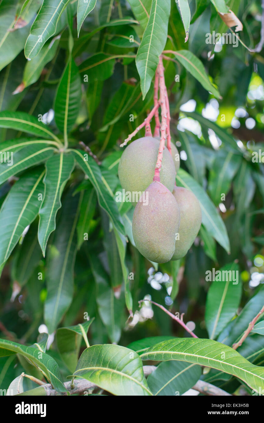 Detail of Mango tree. Florida, USA Stock Photo - Alamy