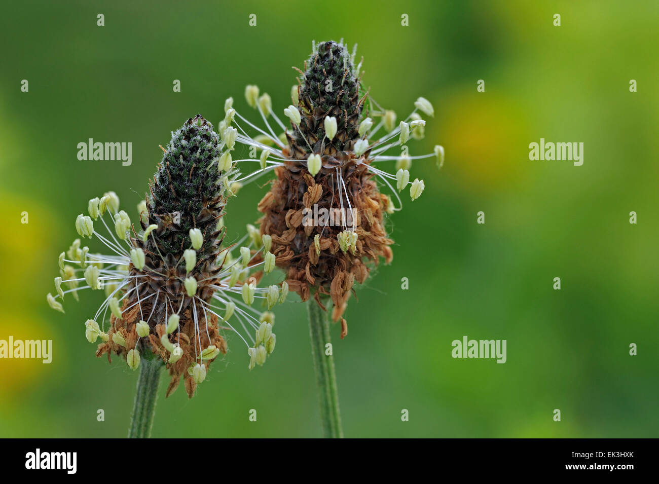 Ribwort plantain / English plantain / narrowleaf plantain (Plantago ...