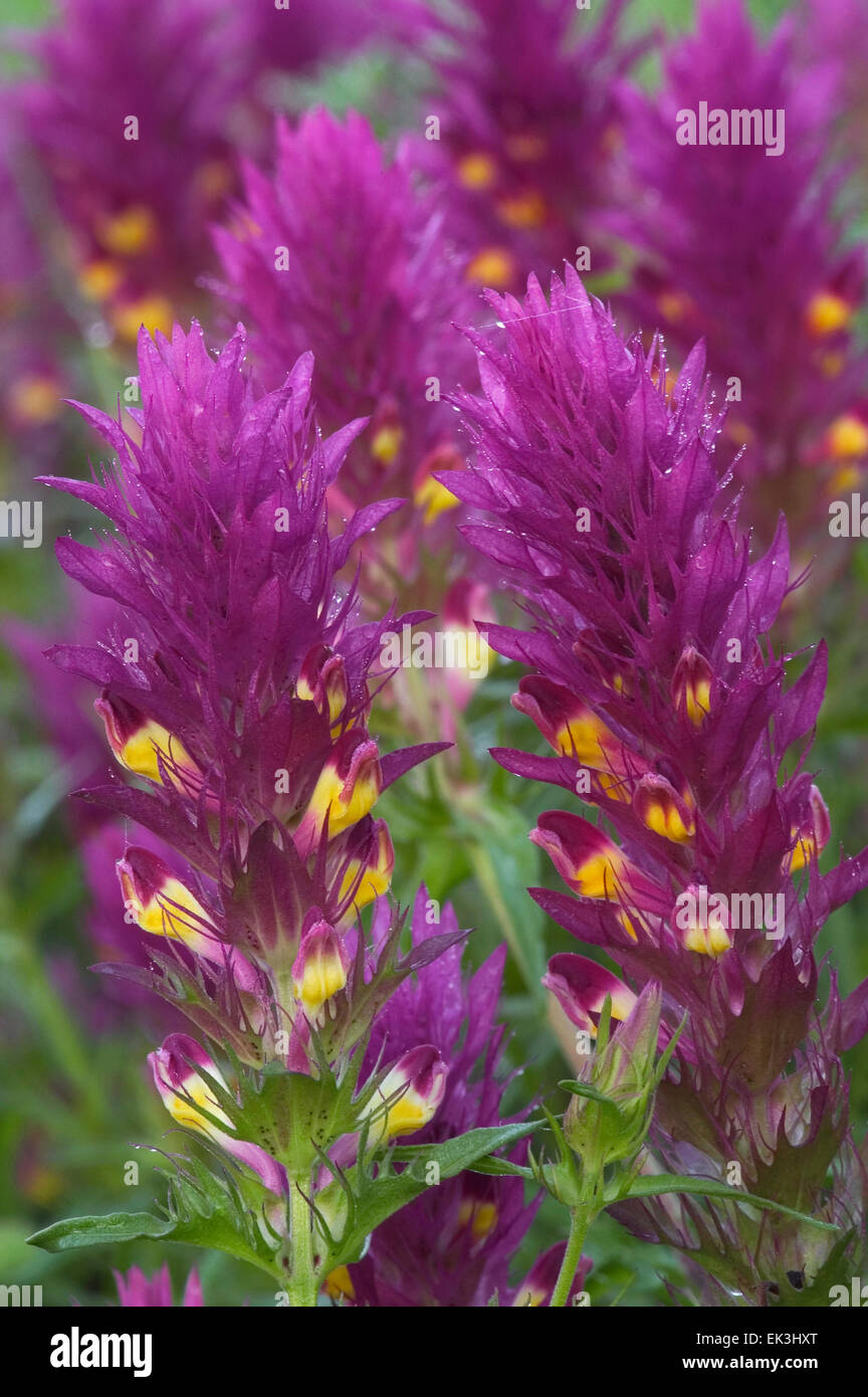 Field cow-wheat (Melampyrum arvense) in flower Stock Photo - Alamy