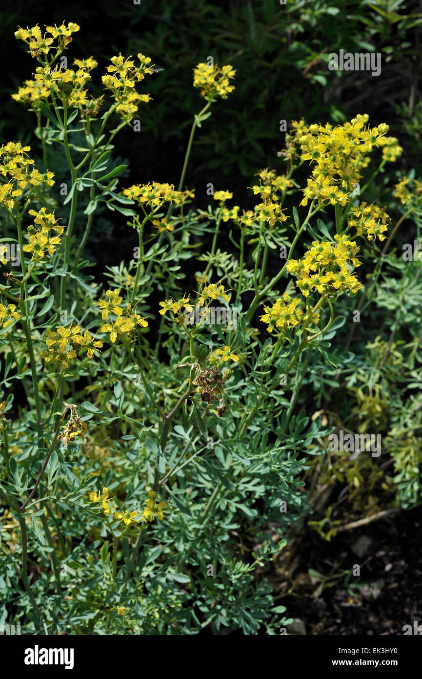 Ruta graveolens hi-res stock photography and images - Alamy