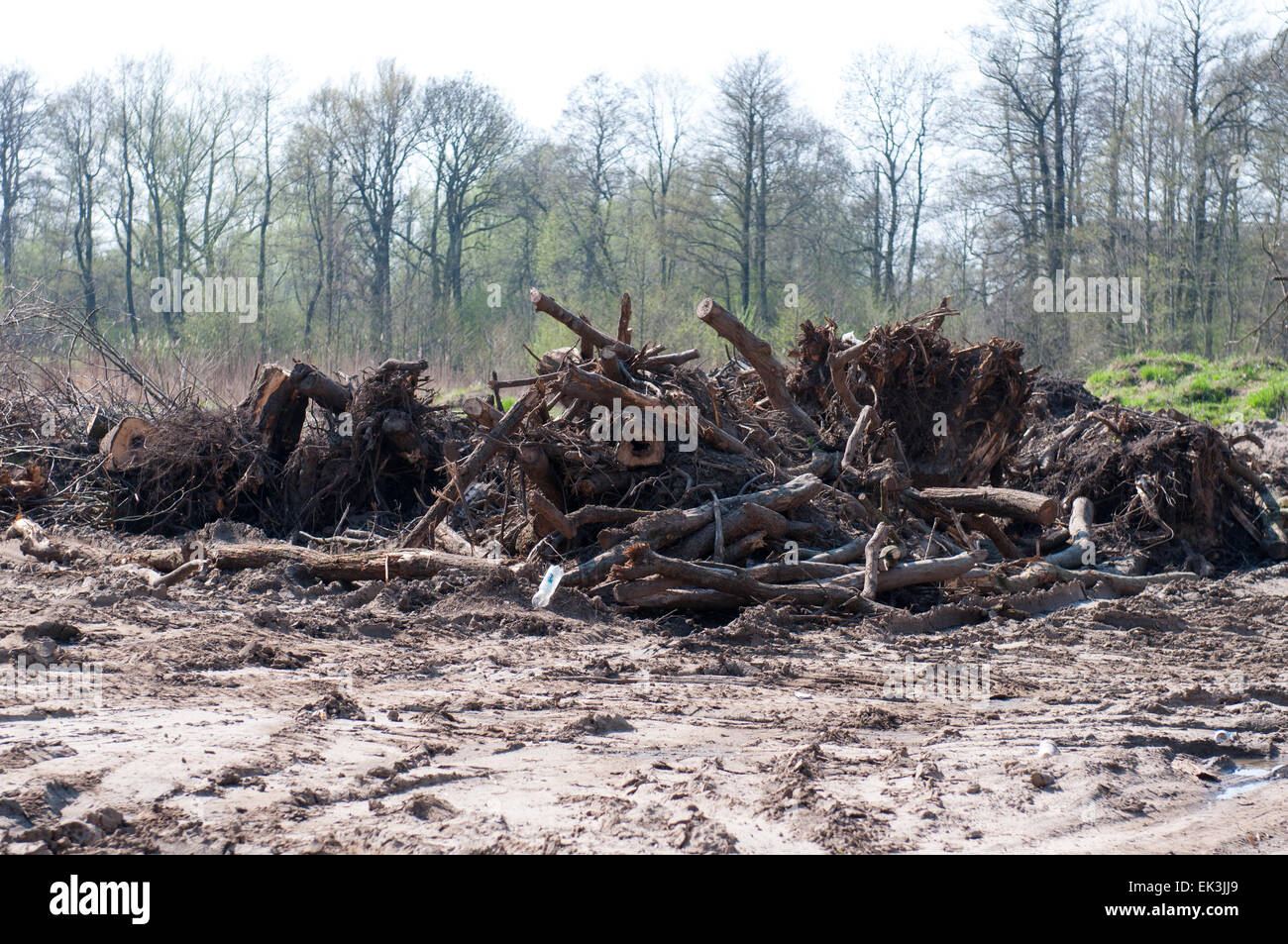 Uprooted dead stump hi-res stock photography and images - Alamy