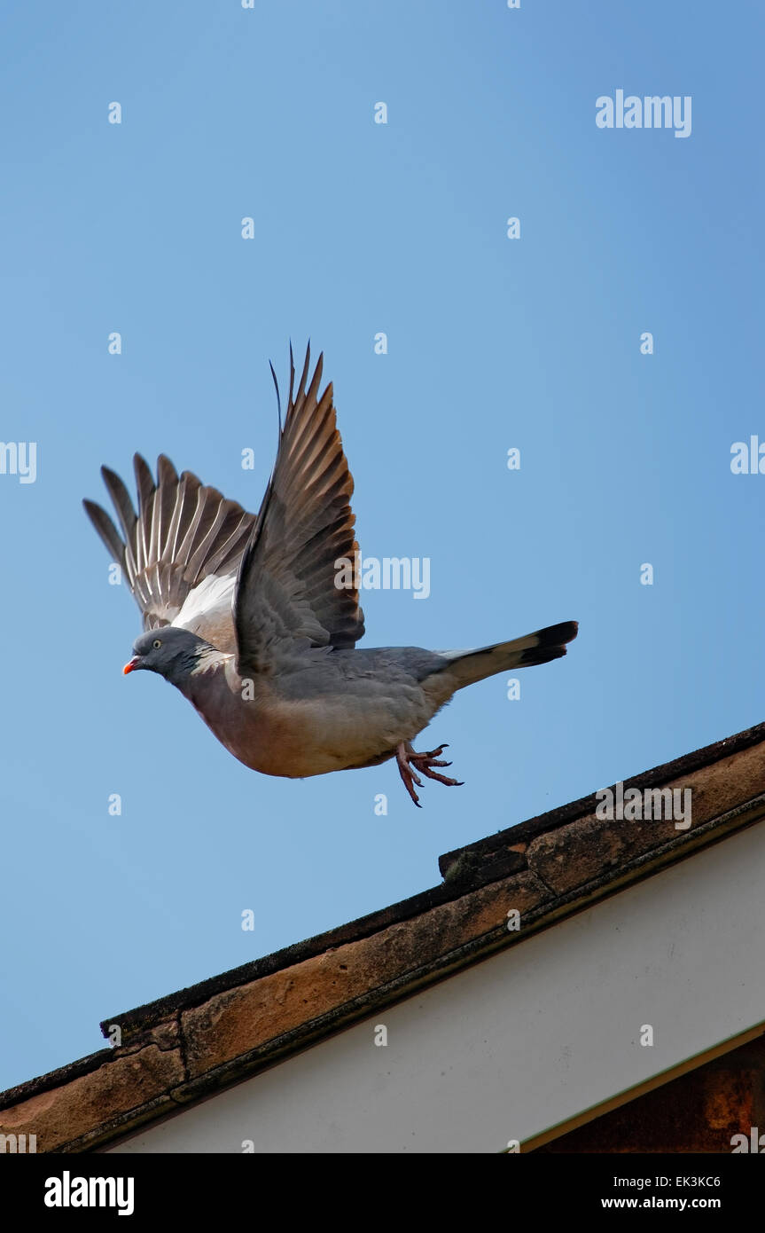 Domestic pigeon taking off from rooftop of house against a blue sky ...