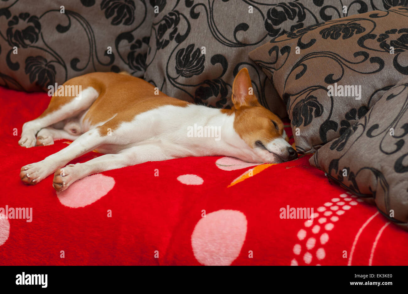 Tired basenji sleeping on the sofa Stock Photo - Alamy
