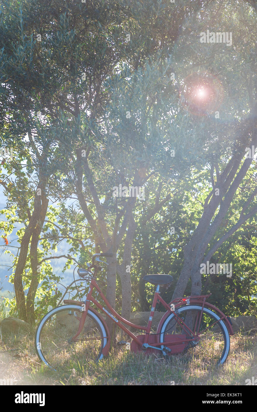 Bicycle under a tree hi-res stock photography and images - Alamy