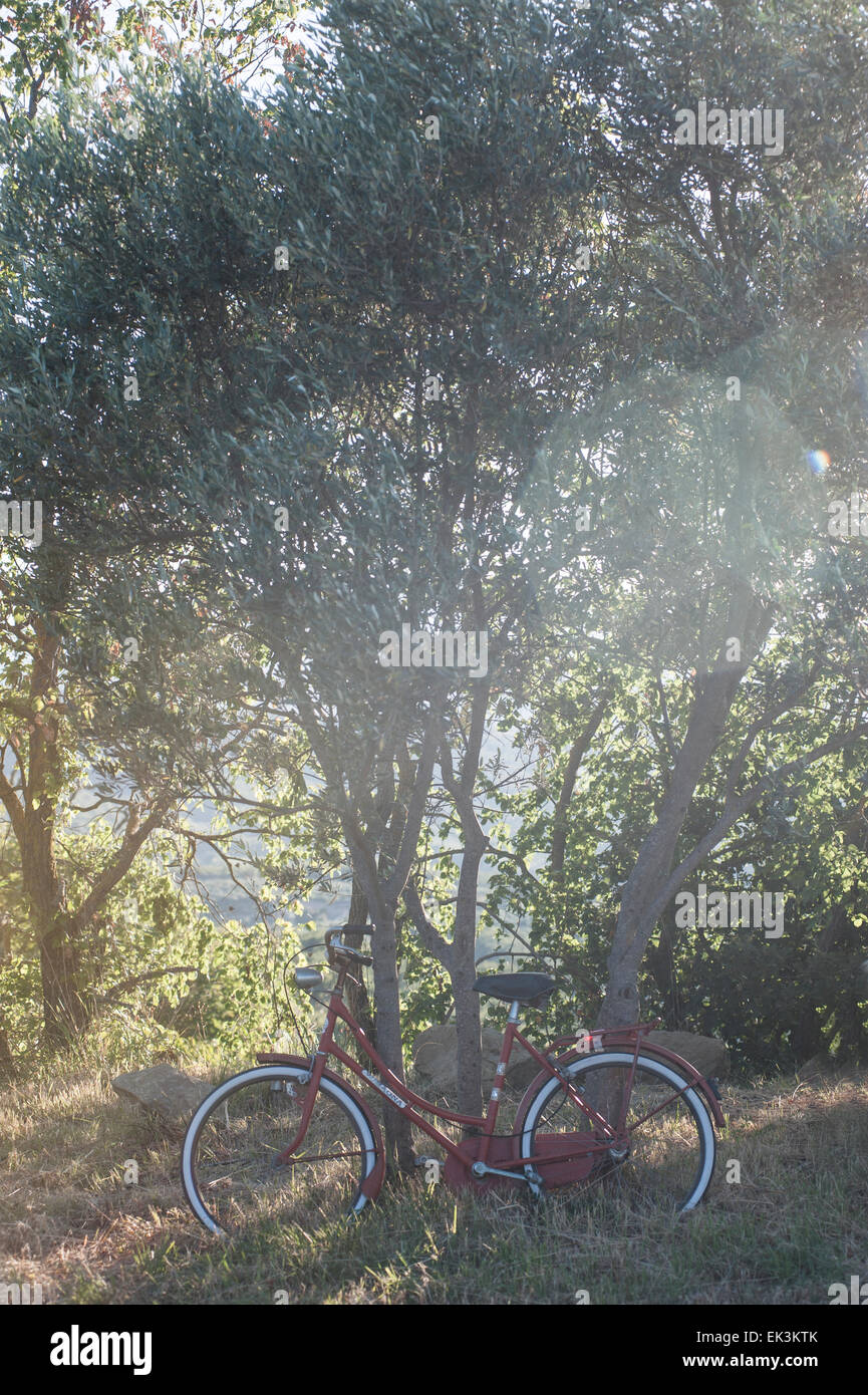 A red bicycle parked under an olive tree Stock Photo - Alamy