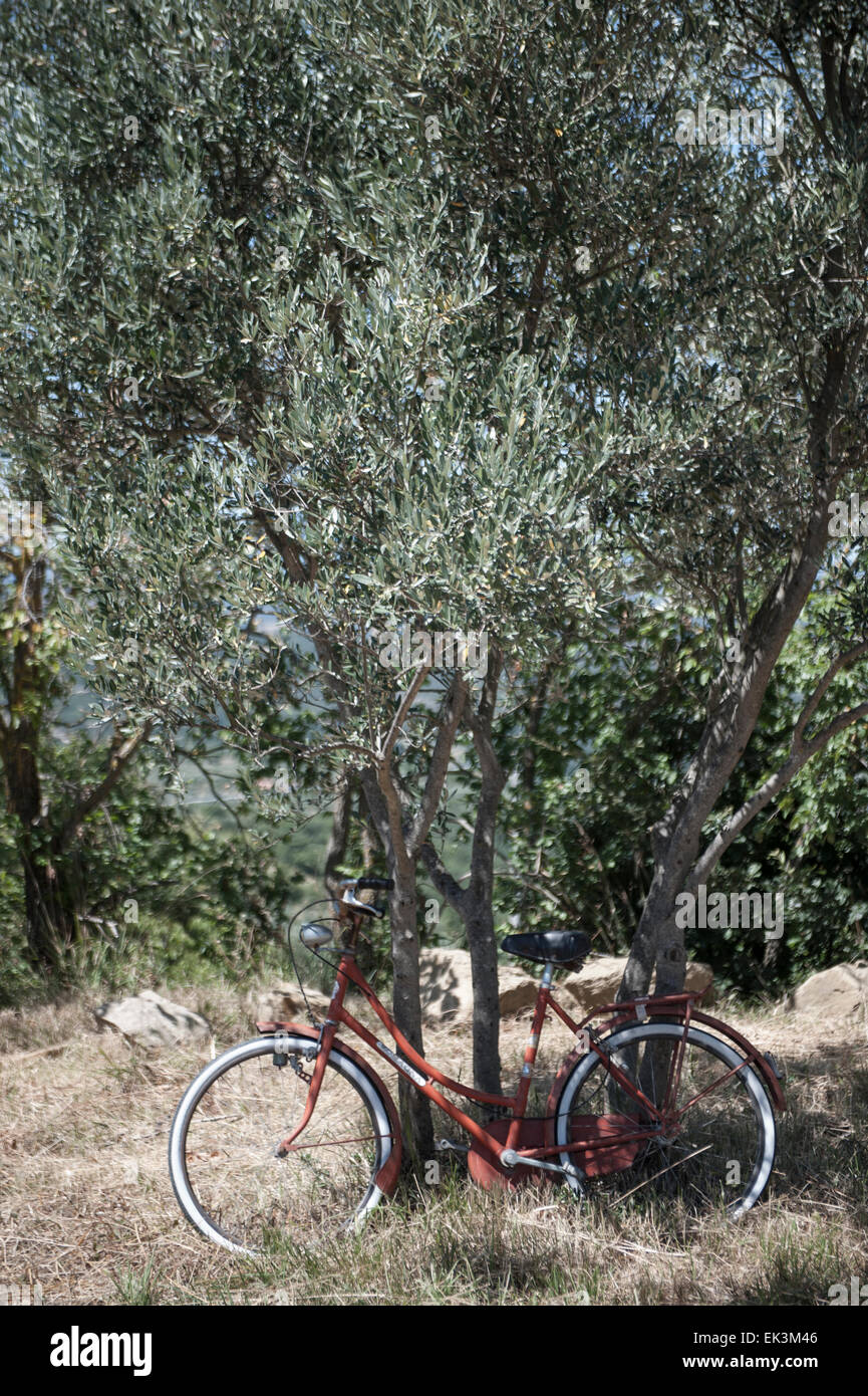 A red bicycle parked under an olive tree Stock Photo - Alamy