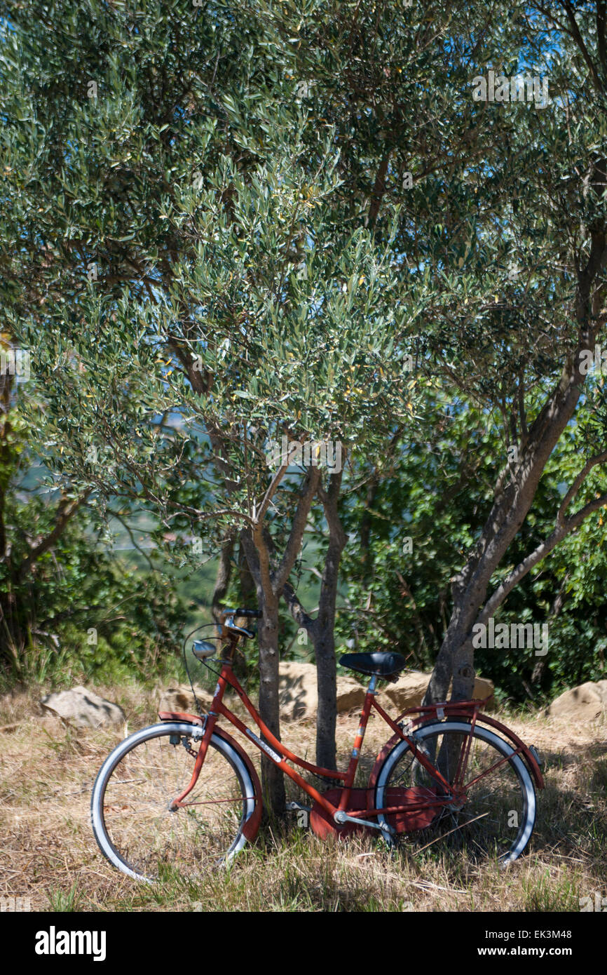 A red bicycle parked under an olive tree Stock Photo - Alamy