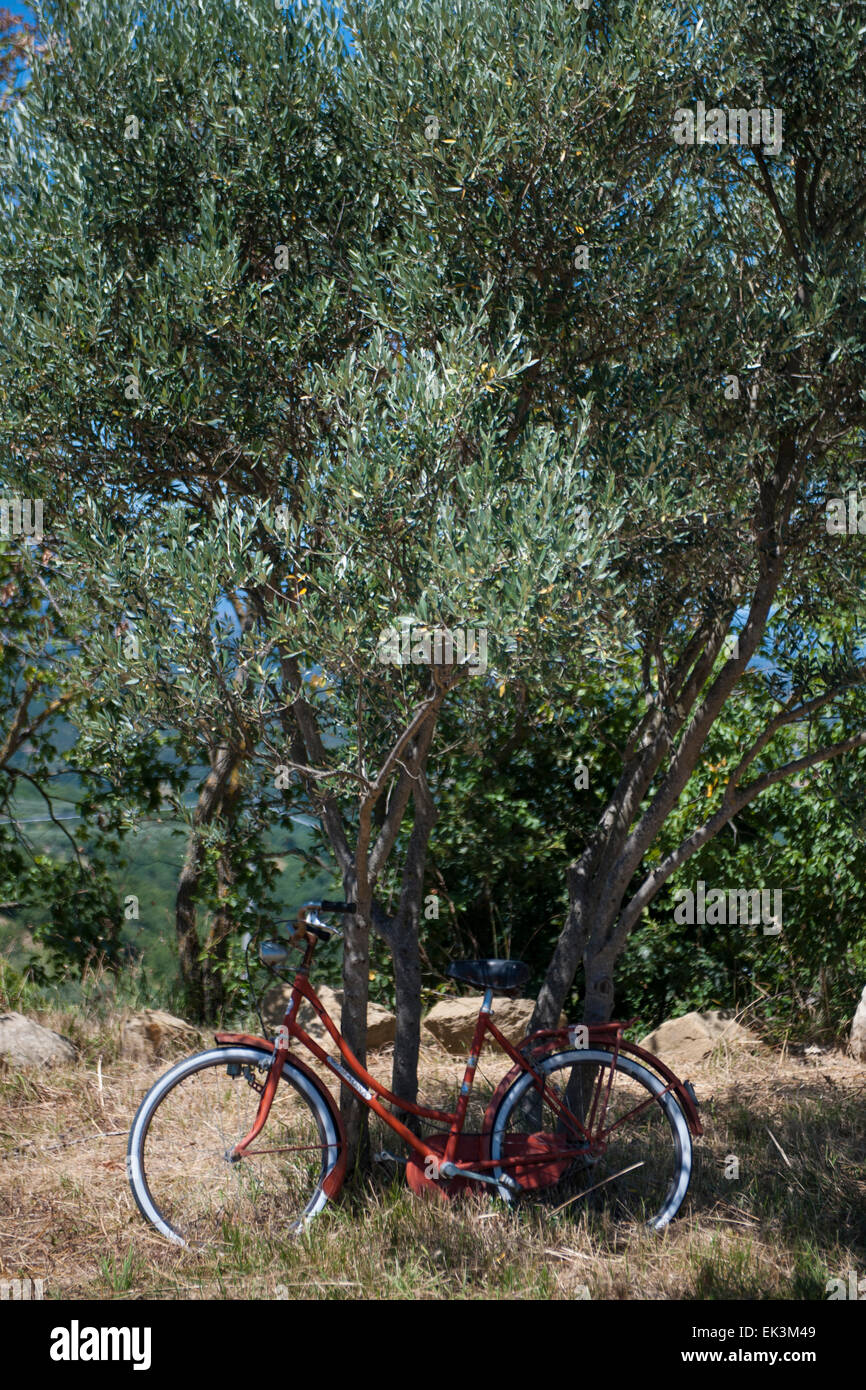 A red bicycle parked under an olive tree Stock Photo - Alamy