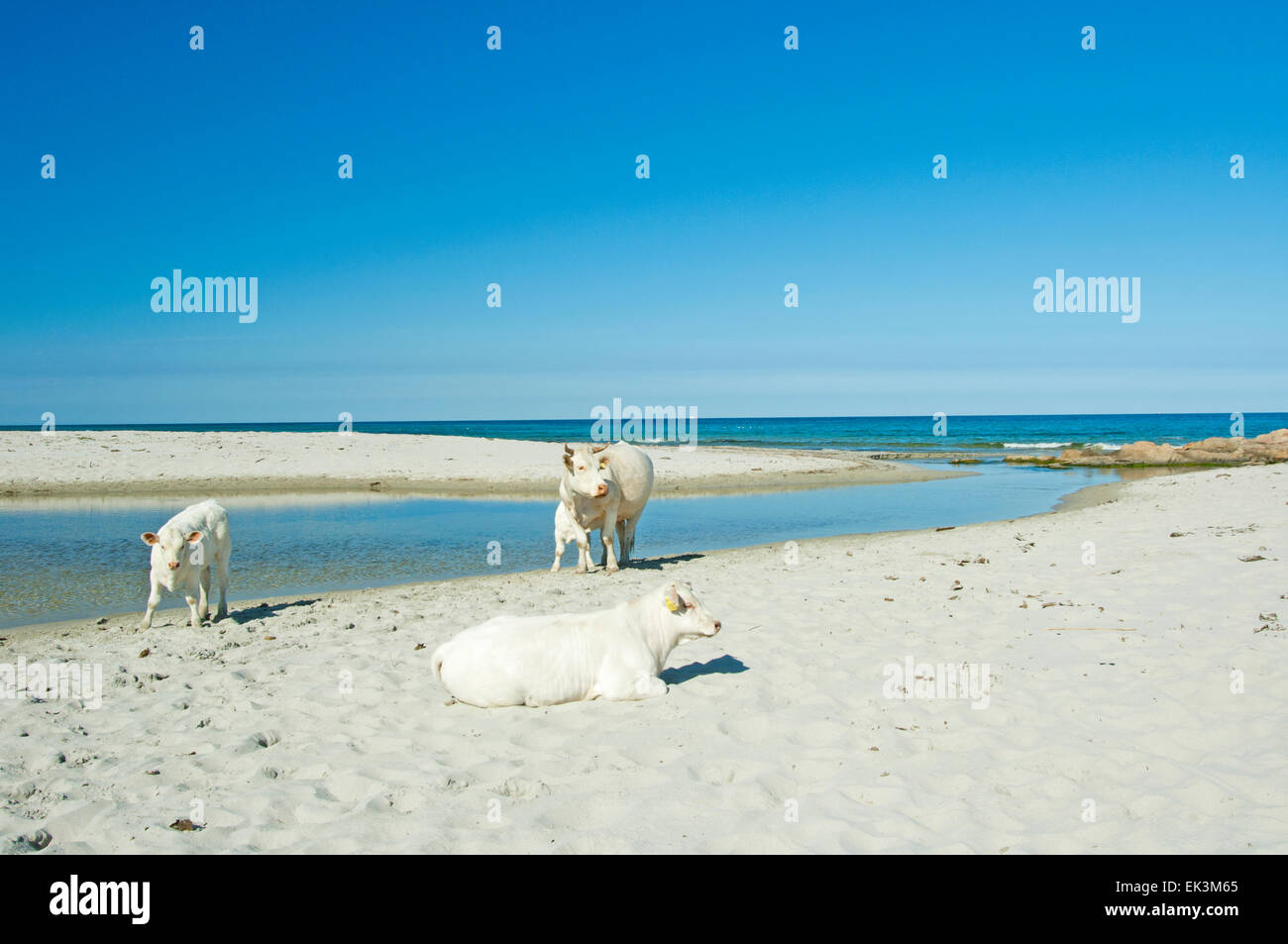 Siniscola,Sardinia,Italy, 5/2011. Cows at their home in the renowned ...