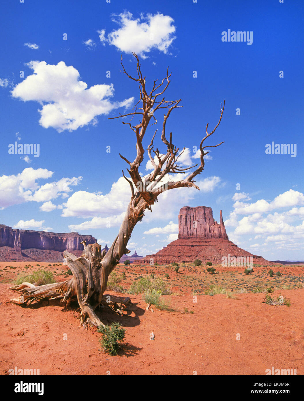 Juniper snag hi-res stock photography and images - Alamy