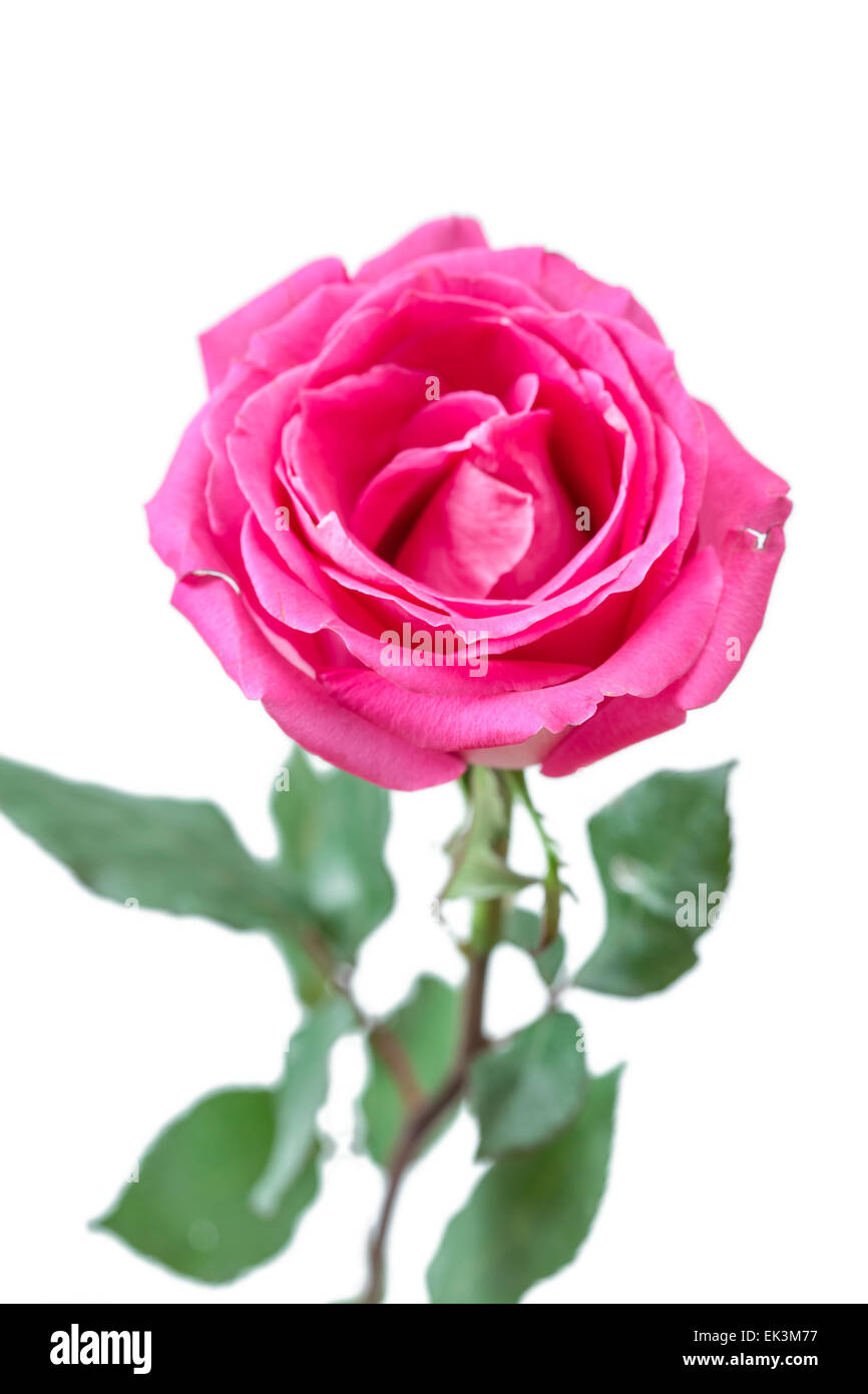 Pink Rose isolated Stock Photo - Alamy
