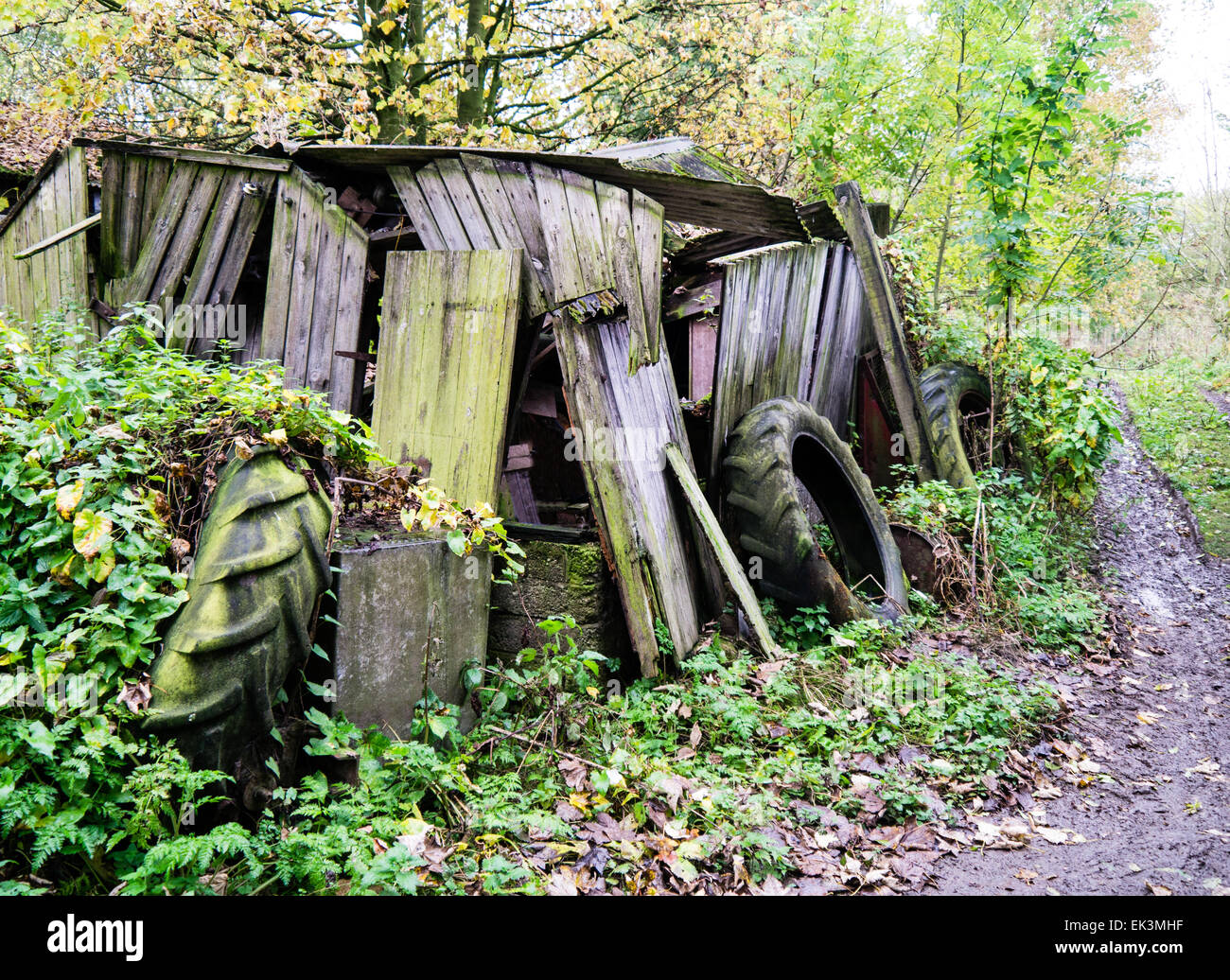 Derelict farm shed and discarded tractor tires in a woodland setting next to a mud track Stock ...