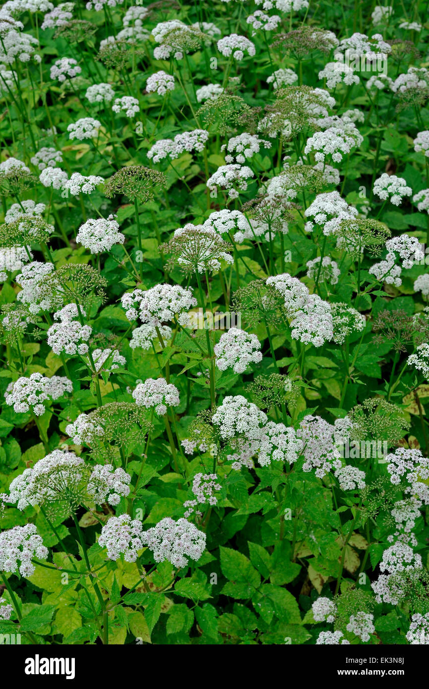 Ground Elder Uk High Resolution Stock Photography and Images - Alamy