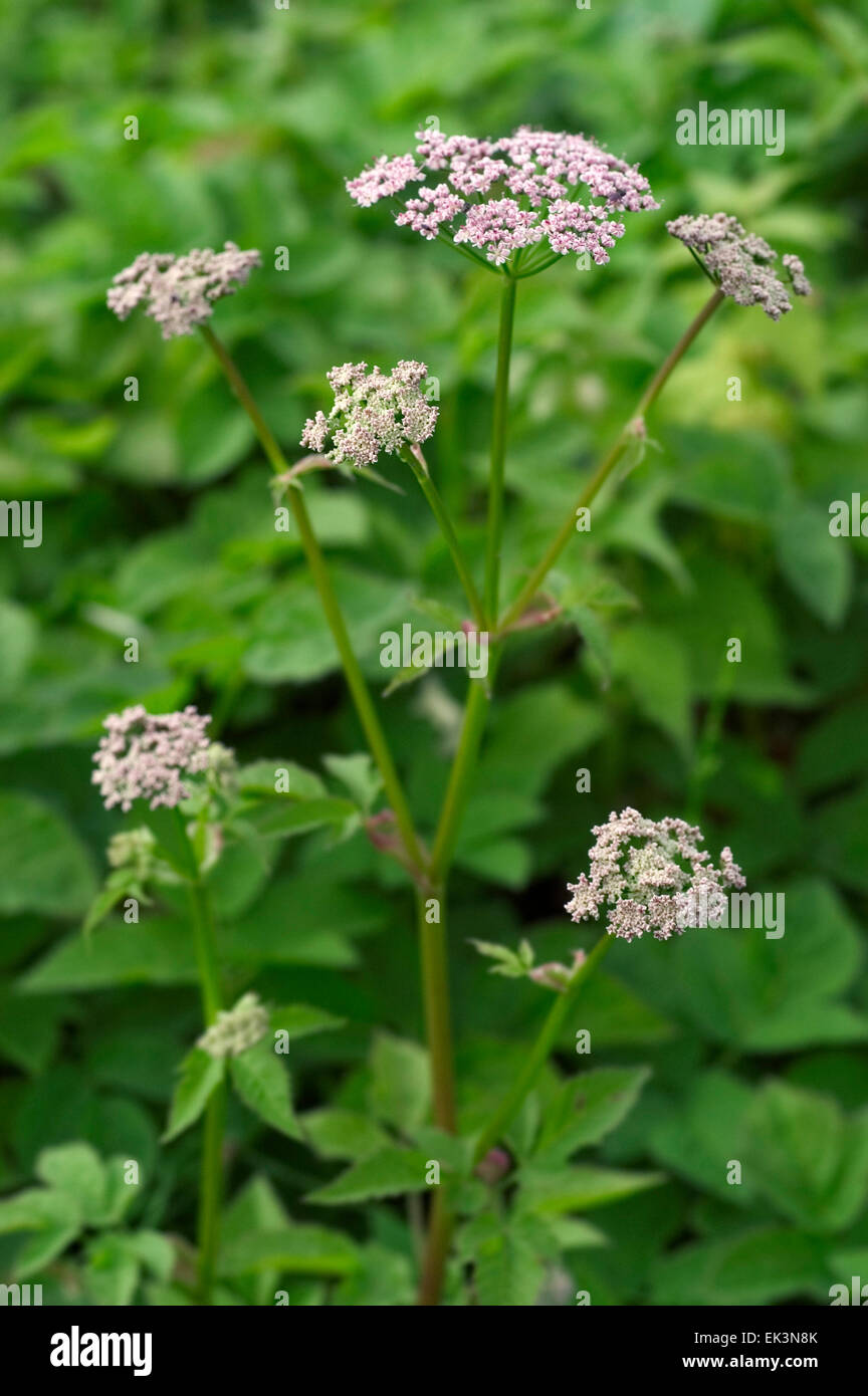 Ground-elder (Aegopodium podagraria) in flower Stock Photo - Alamy