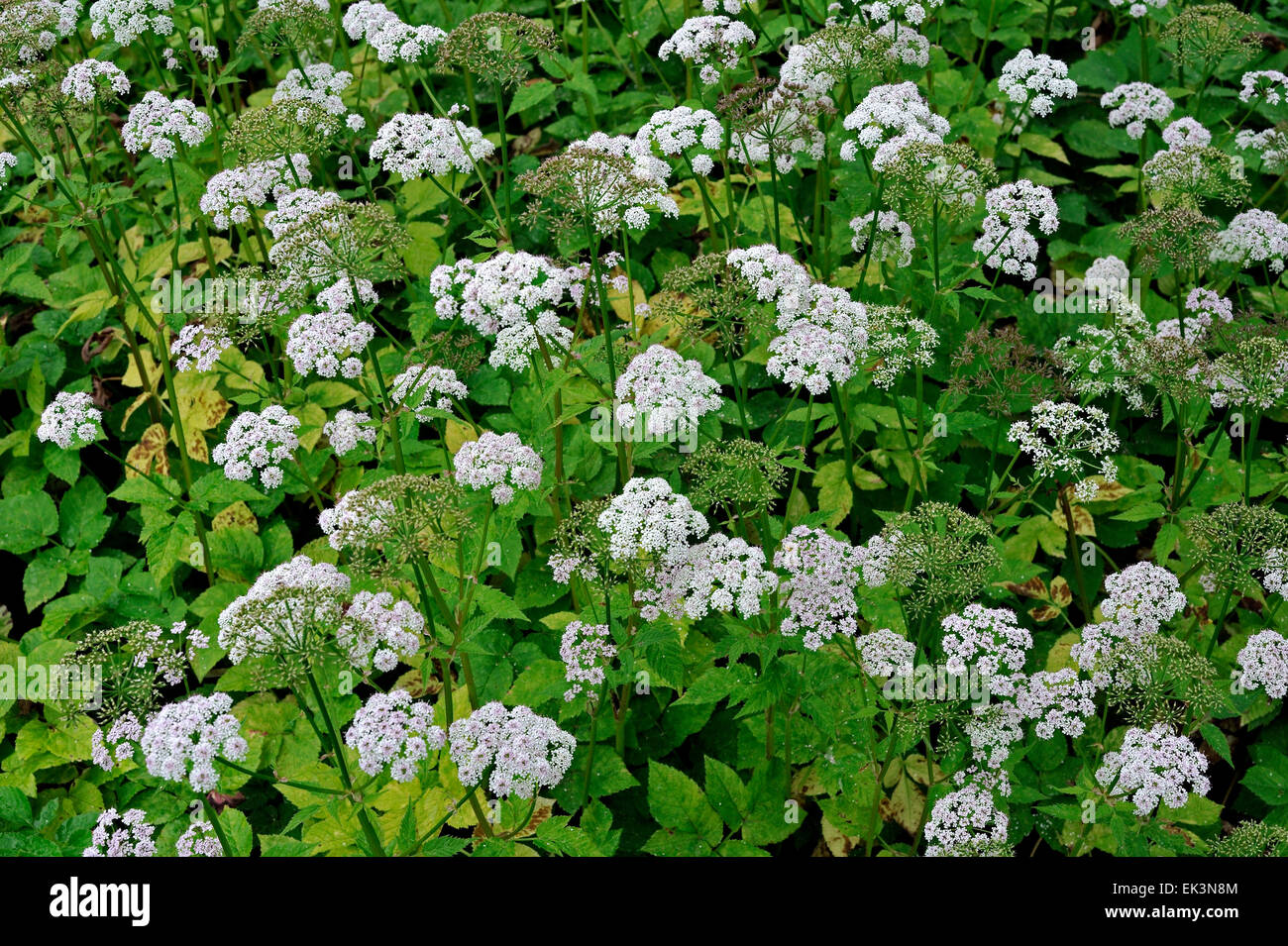Ground-elder (Aegopodium podagraria) in flower Stock Photo - Alamy
