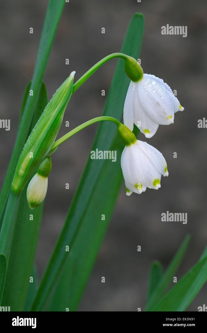 Summer snowflake (Leucojum aestivum) in flower Stock Photo - Alamy