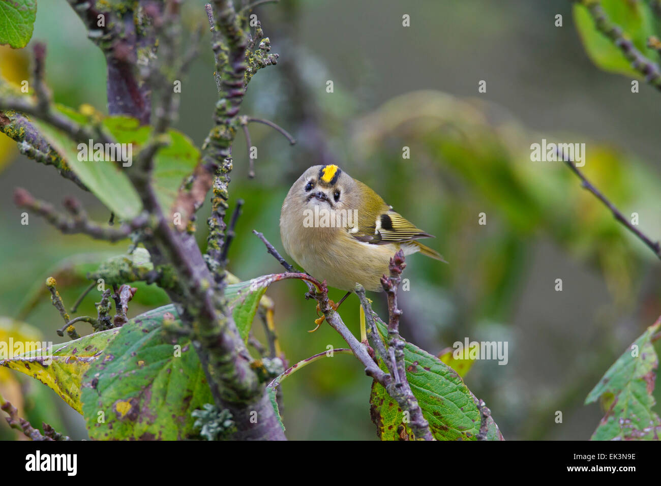 Regulus Regulus High Resolution Stock Photography and Images - Alamy