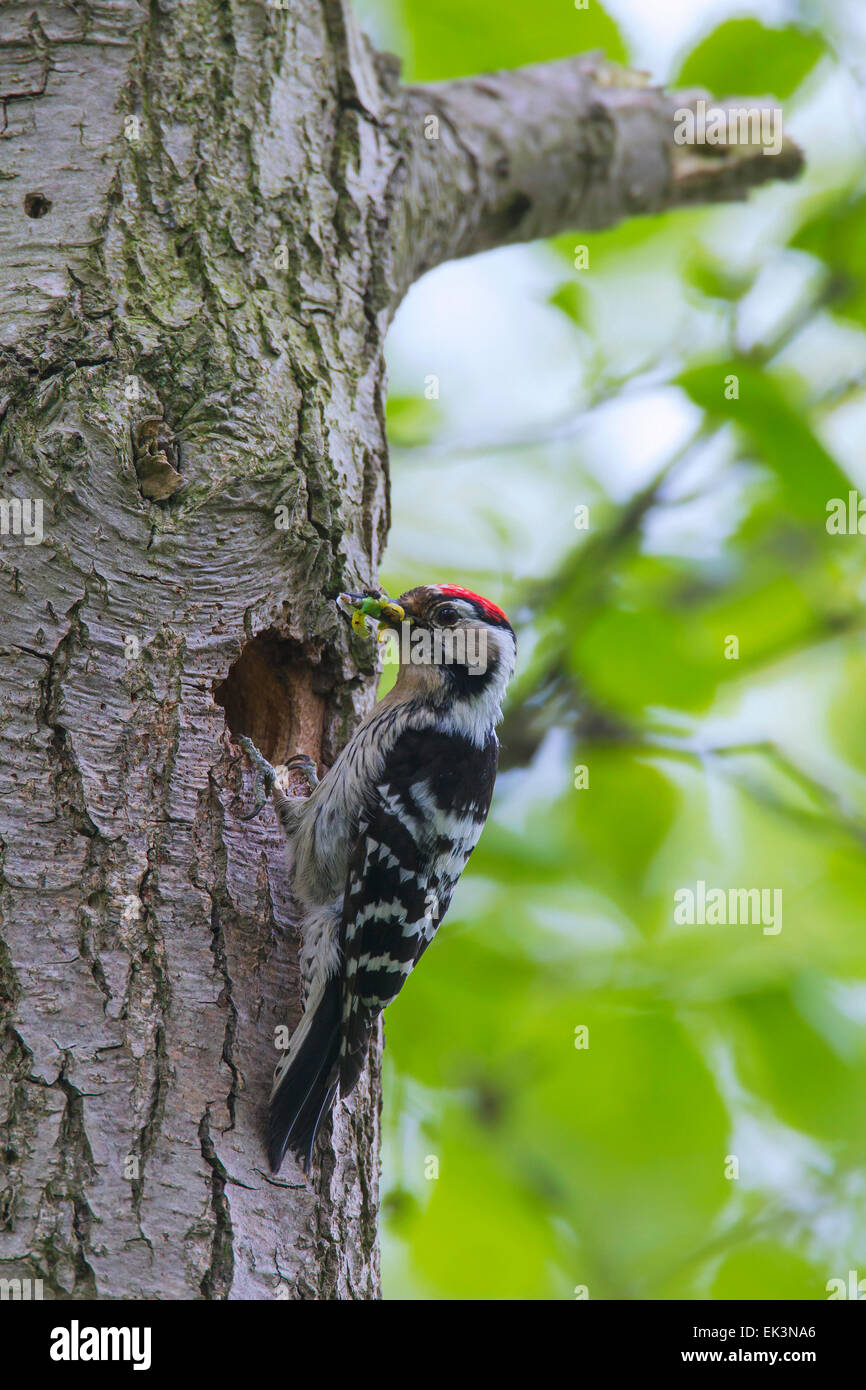 Lesser spotted woodpecker (Dryobates minor / Dendrocopus minor) male ...