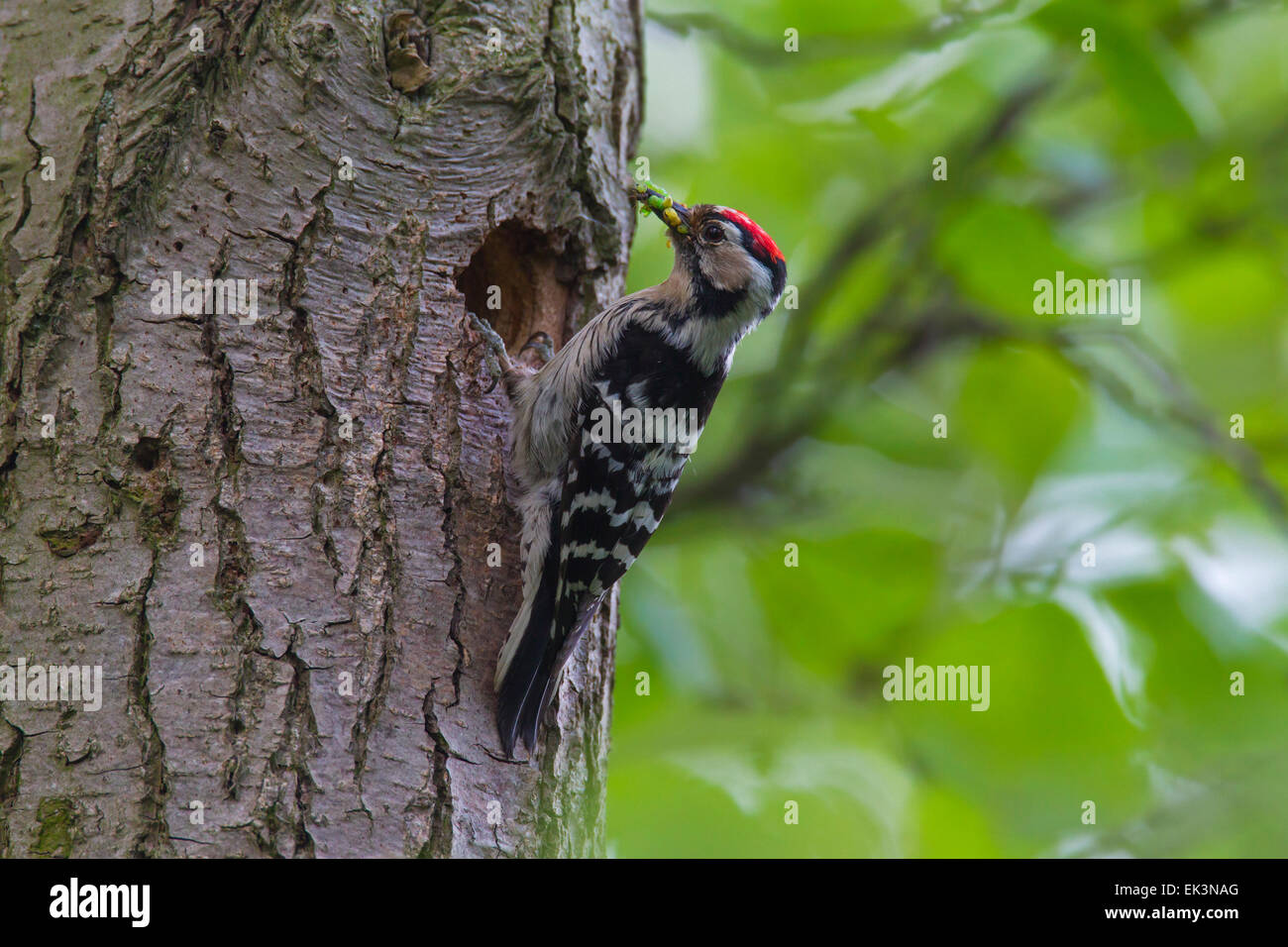 Lesser spotted woodpecker (Dryobates minor / Dendrocopus minor) male ...