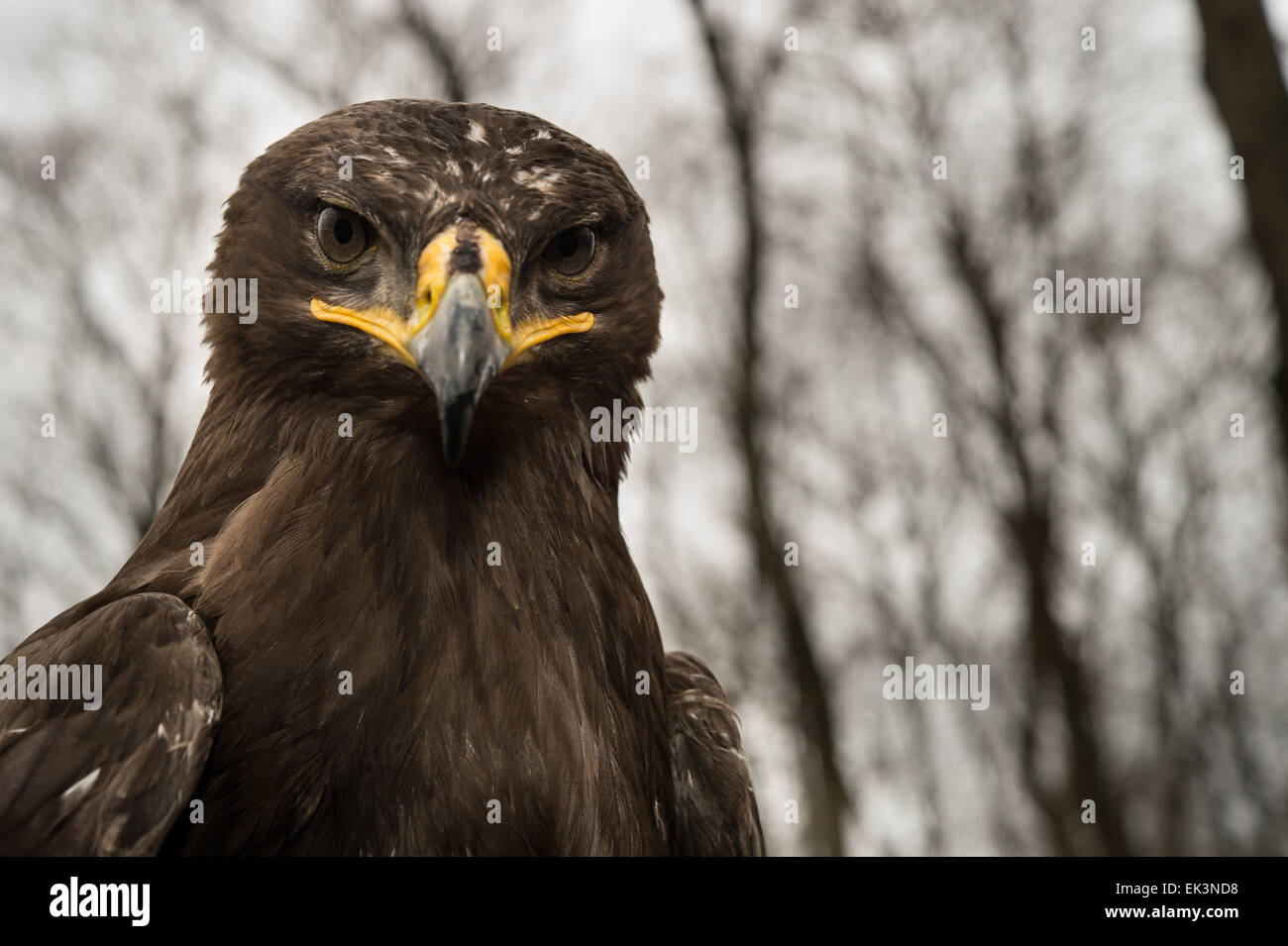 Steppe Eagle, Aquila nipalensis, Accipitridae Stock Photo - Alamy