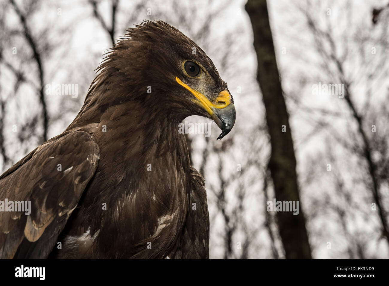 Predator birds hi-res stock photography and images - Alamy