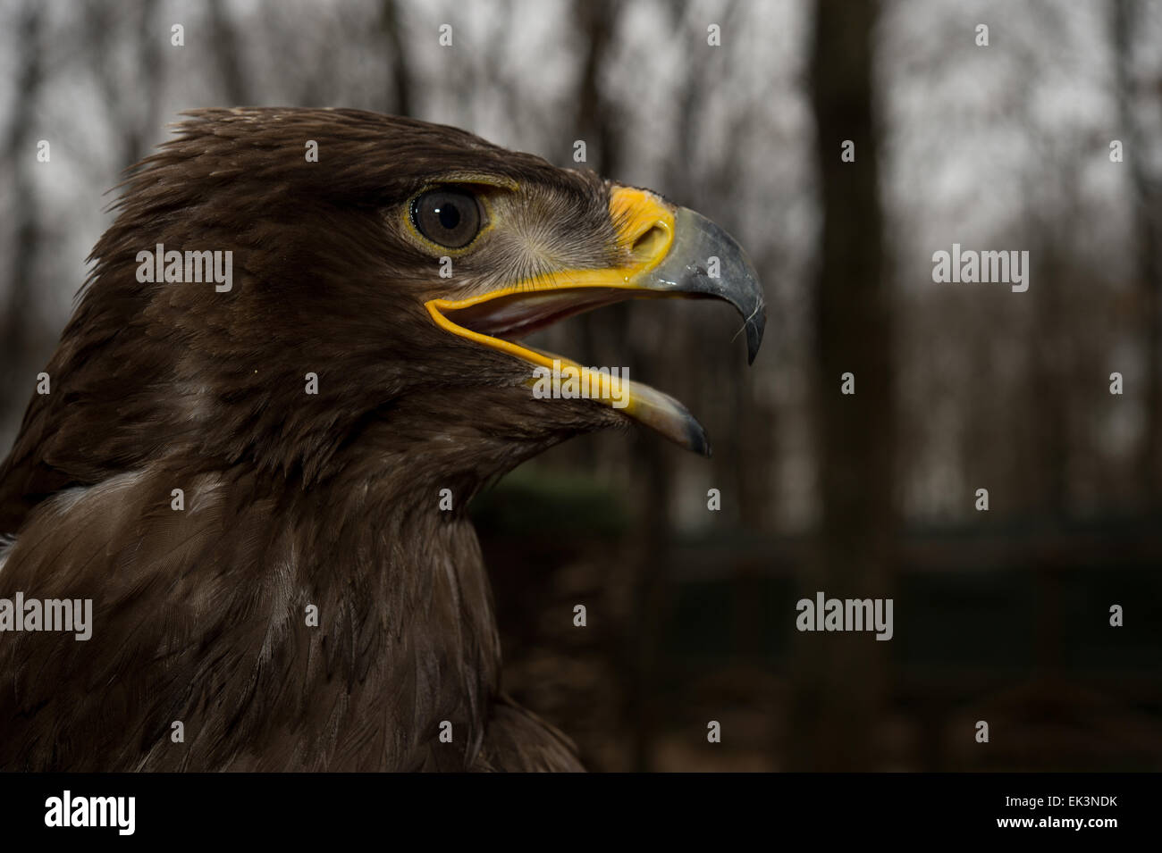 Steppe Eagle, Aquila nipalensis, Accipitridae Stock Photo - Alamy
