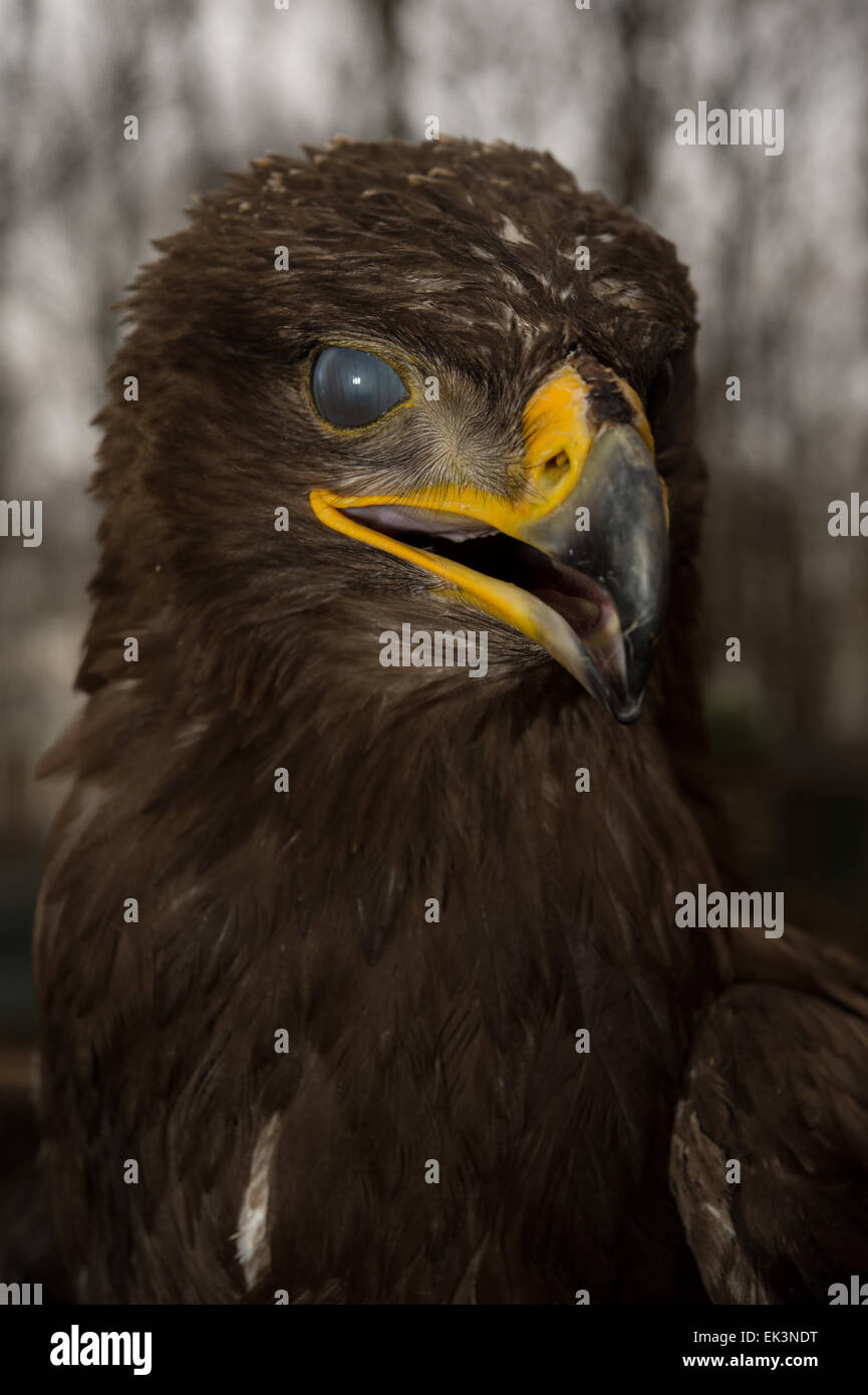 Steppe Eagle, Aquila nipalensis, Accipitridae Stock Photo - Alamy