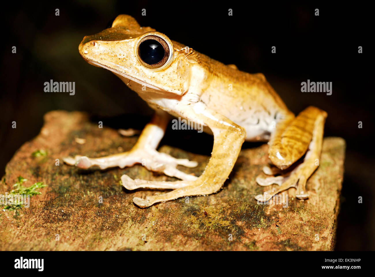 File-eared Tree Frog (Polypedates otilophus) in Kubah national park ...