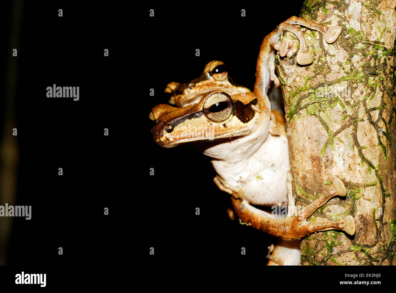 Frogs of malaysia hi-res stock photography and images - Alamy