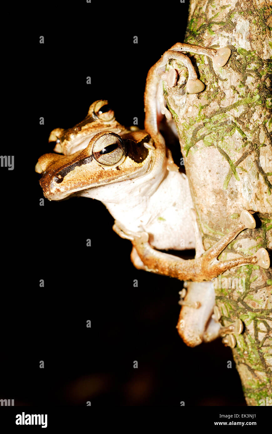 Rainforest leaves sarawak malaysia hi-res stock photography and images ...