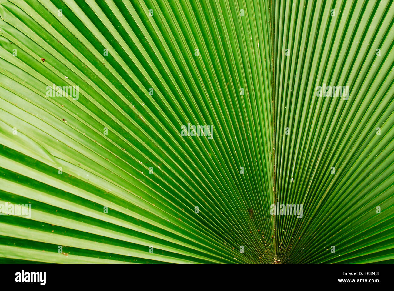 Detail of a palm tree (Licuala orbicularis) in Kubah, Sarawak, Malaysia ...