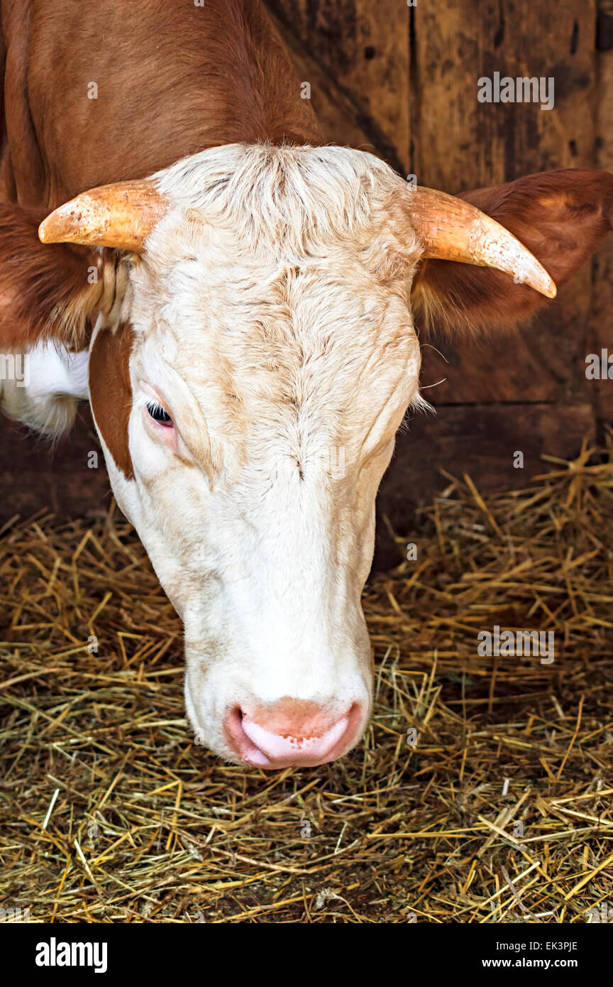 Head of a cow on farm Stock Photo - Alamy
