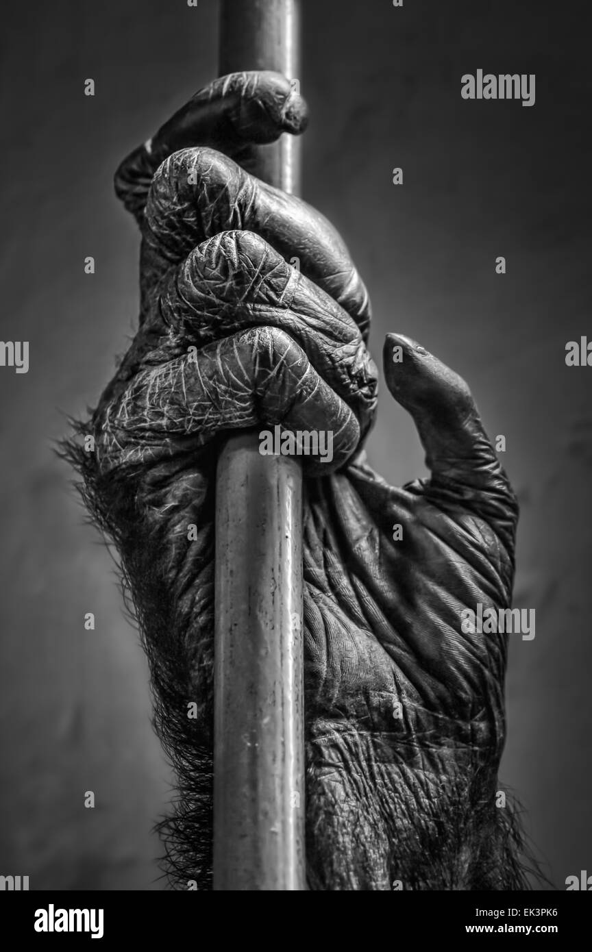 Chimpanzee Black and White Stock Photos & Images - Alamy