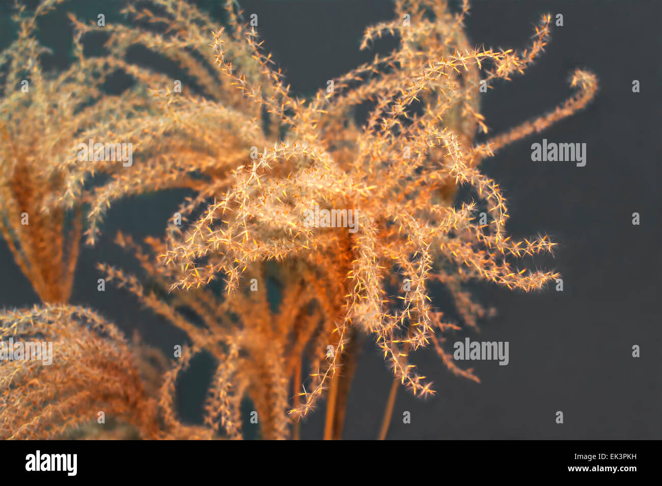 Yellow reed grass natural hi-res stock photography and images - Alamy