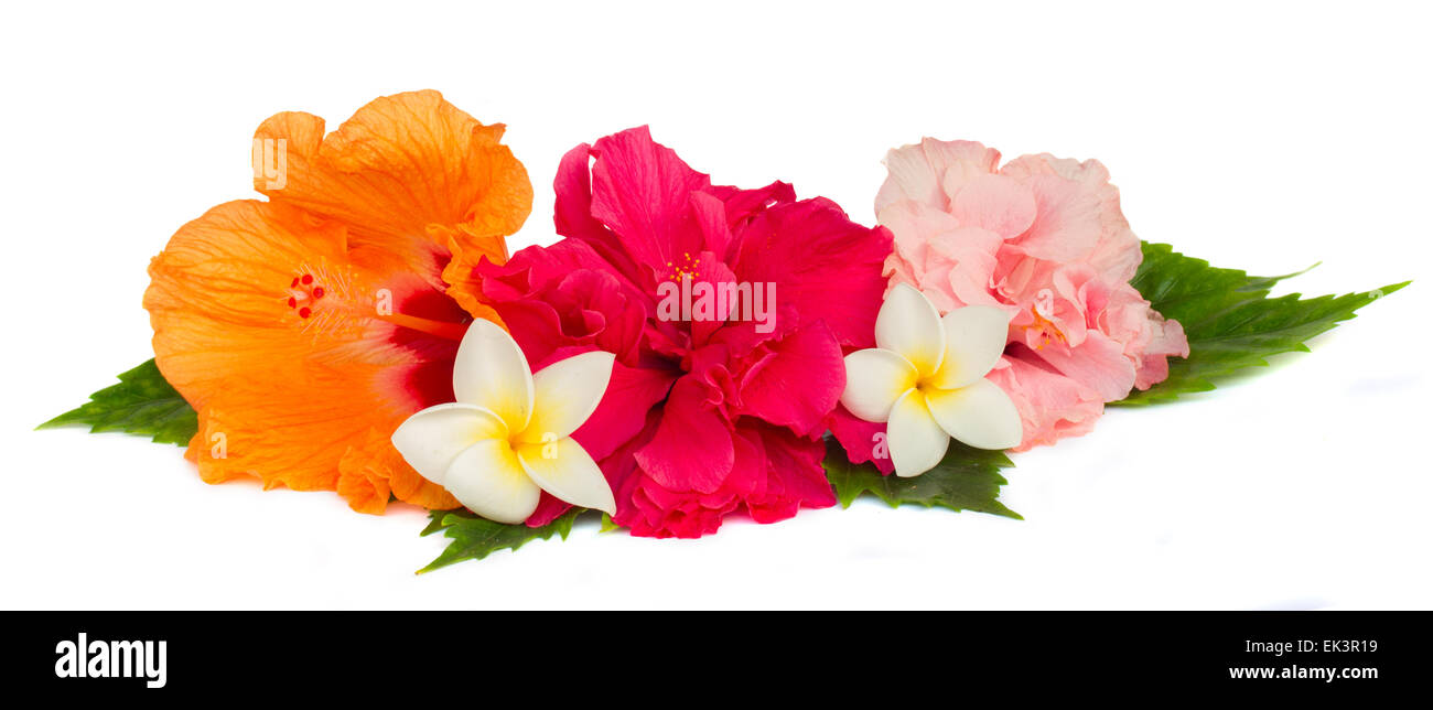 pile of colorful hibiscus flowers Stock Photo - Alamy