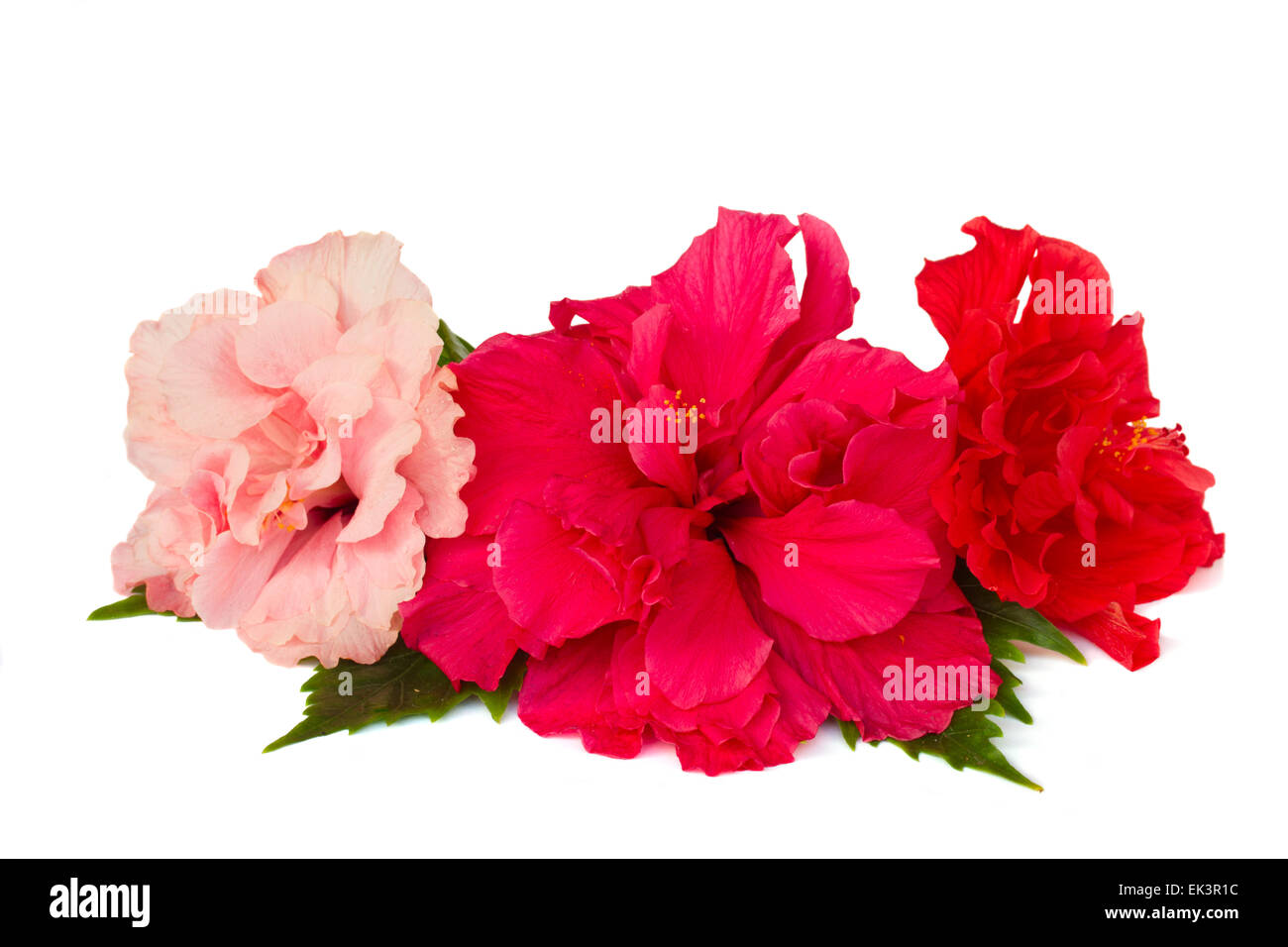 border of colorful hibiscus flowers Stock Photo - Alamy