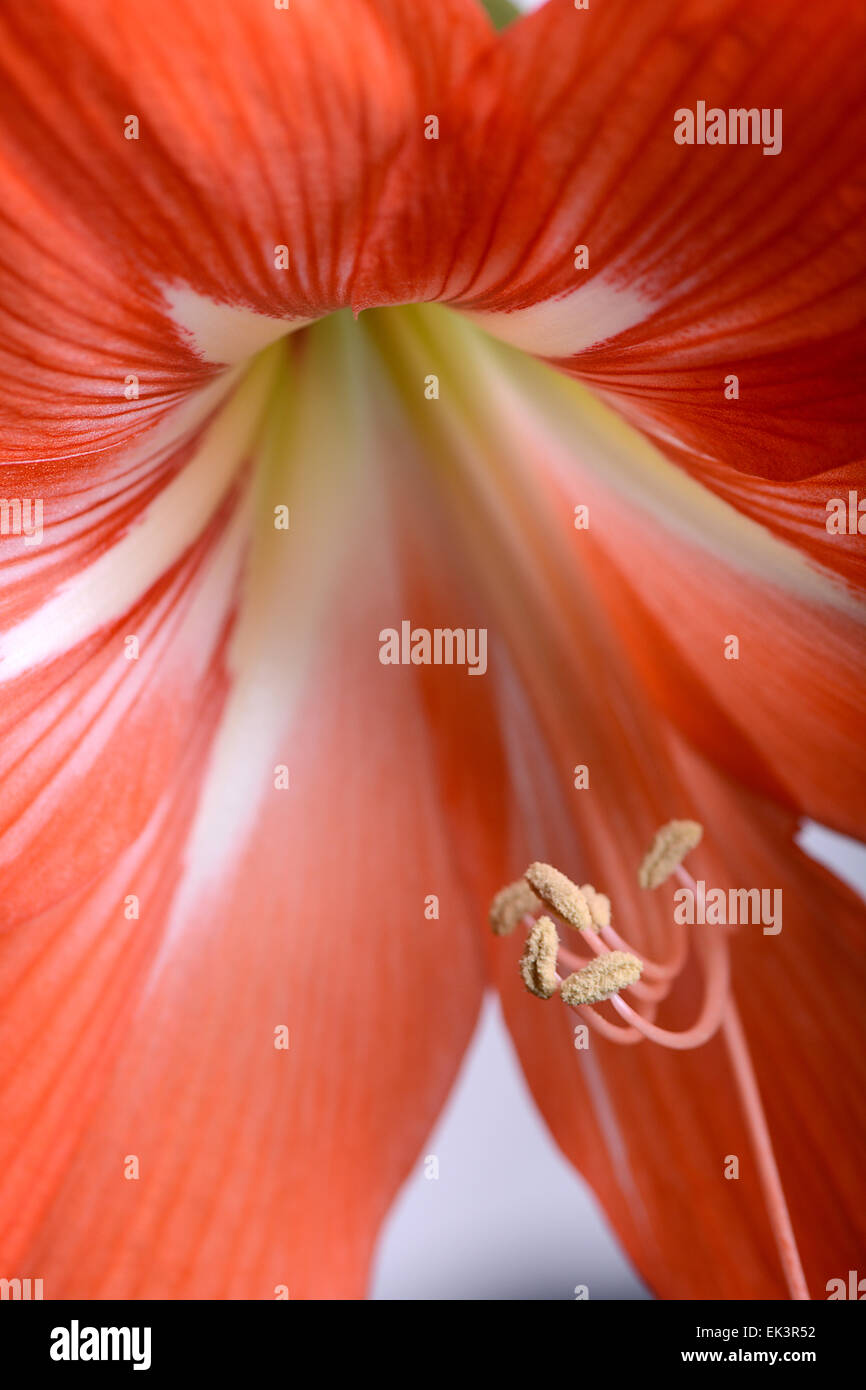 Beautiful gladioli hi-res stock photography and images - Alamy