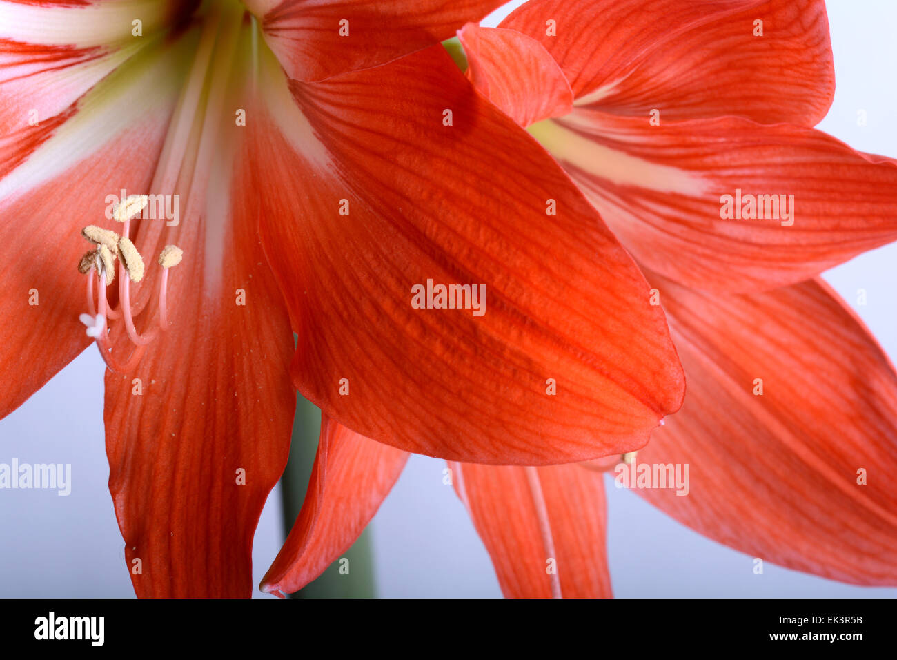 Beautiful gladioli hi-res stock photography and images - Alamy
