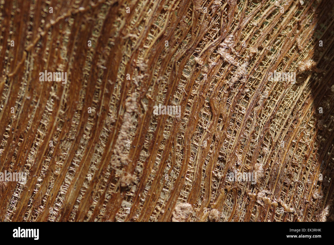 Close up of the upper trunk of Coconut tree (Cocos nucifera Stock Photo ...