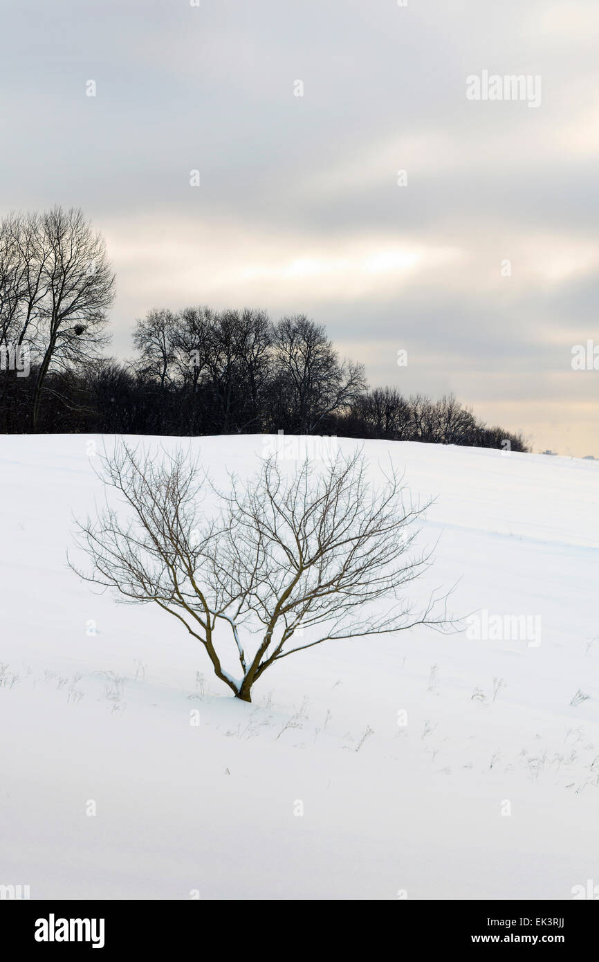 Big field in winter hi-res stock photography and images - Alamy