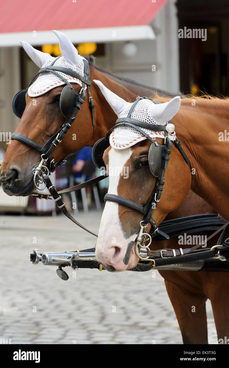 Horse head carriage hi-res stock photography and images - Alamy