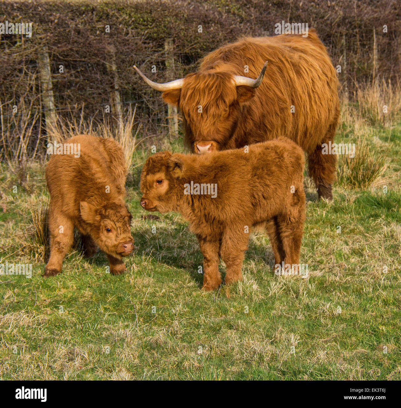 Highland Calves High Resolution Stock Photography and Images - Alamy