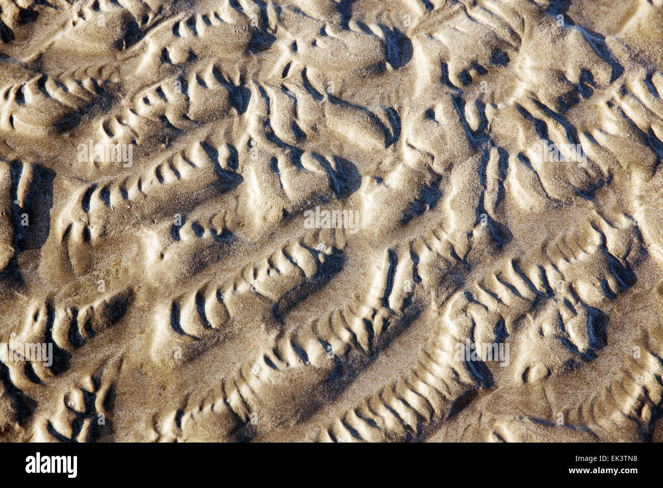 Abstract Ocean waves cause sand to form in long rows seen during low ...
