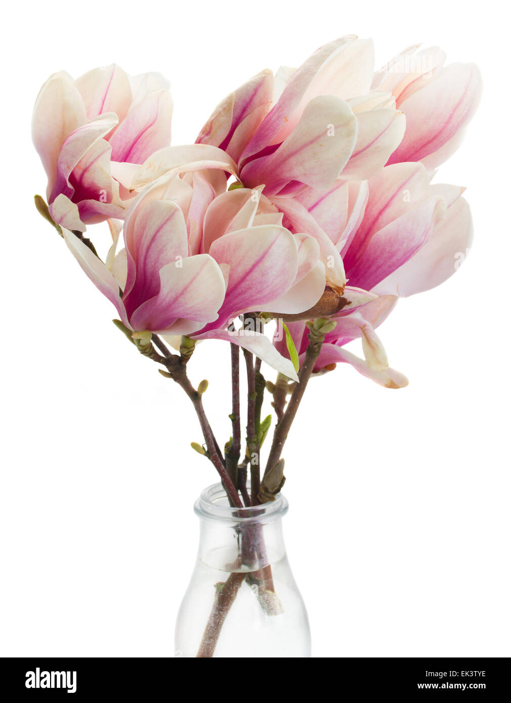 Magnolia tree Cut Out Stock Images & Pictures - Alamy